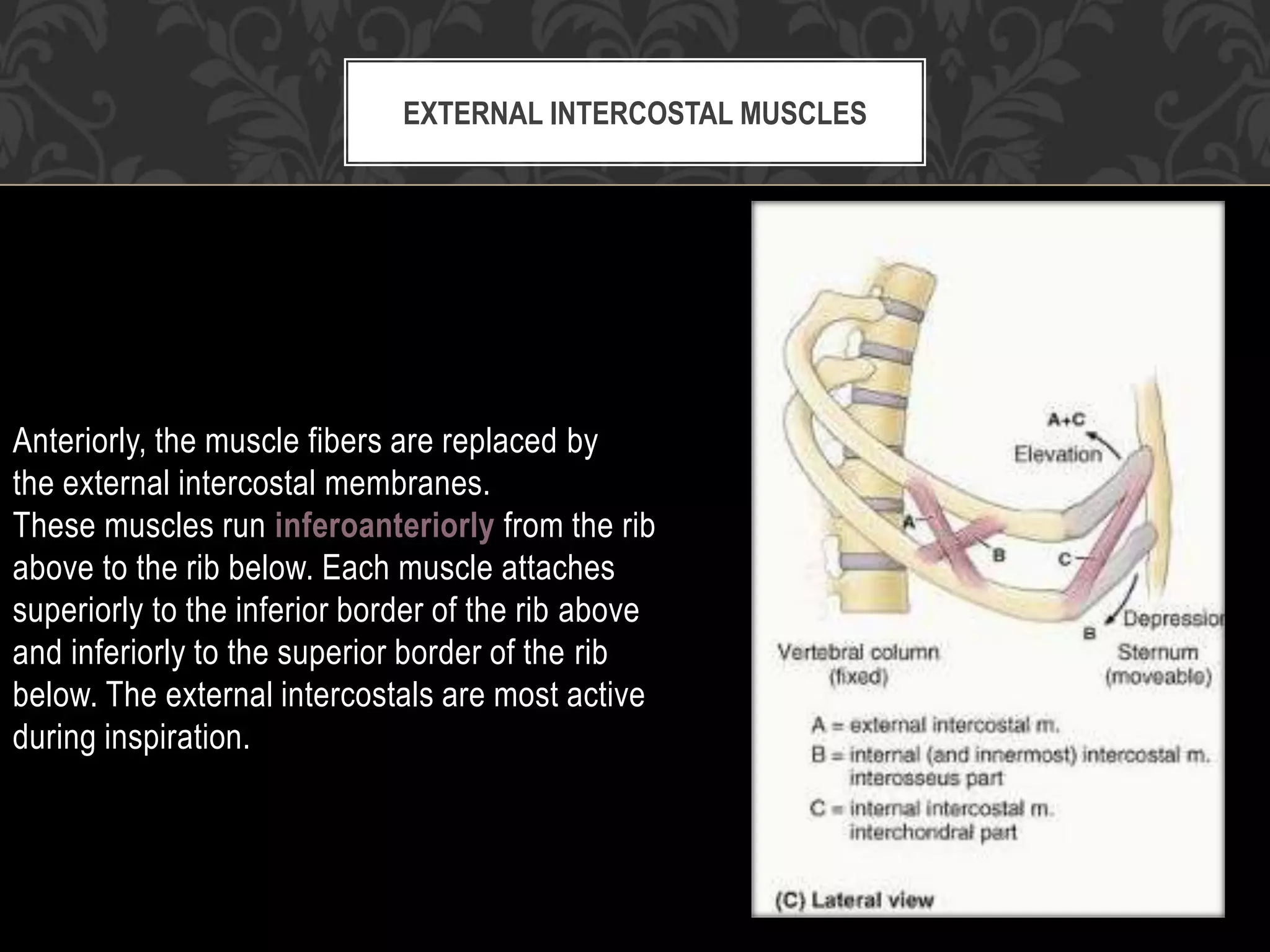 Movements of thoracic wall | PPTX