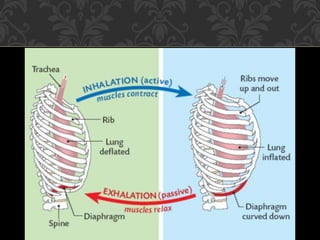 Movements of thoracic wall | PPTX