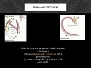 Movements of thoracic wall | PPTX