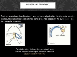 Movements of thoracic wall | PPTX