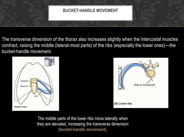 Movements of thoracic wall | PPTX