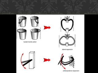 Movements of thoracic wall | PPTX