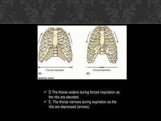 Movements of thoracic wall | PPTX