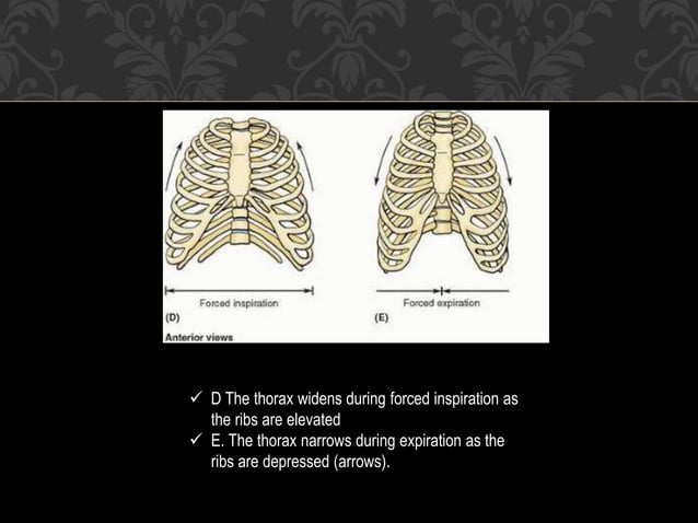 Movements of thoracic wall | PPTX