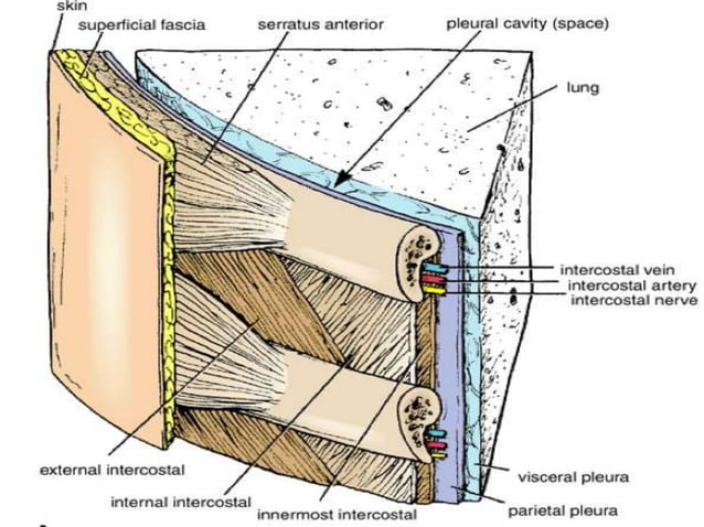 Movements of thoracic wall | PPTX