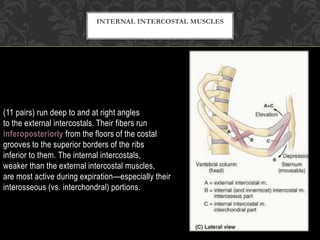 Movements of thoracic wall | PPTX