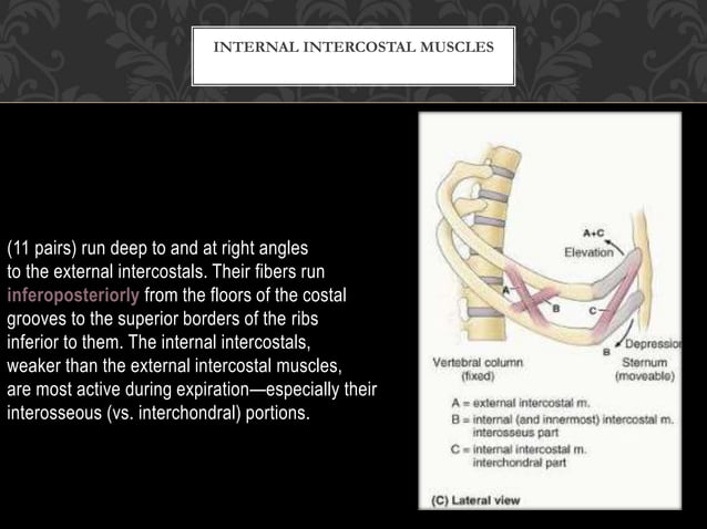 Movements of thoracic wall | PPTX