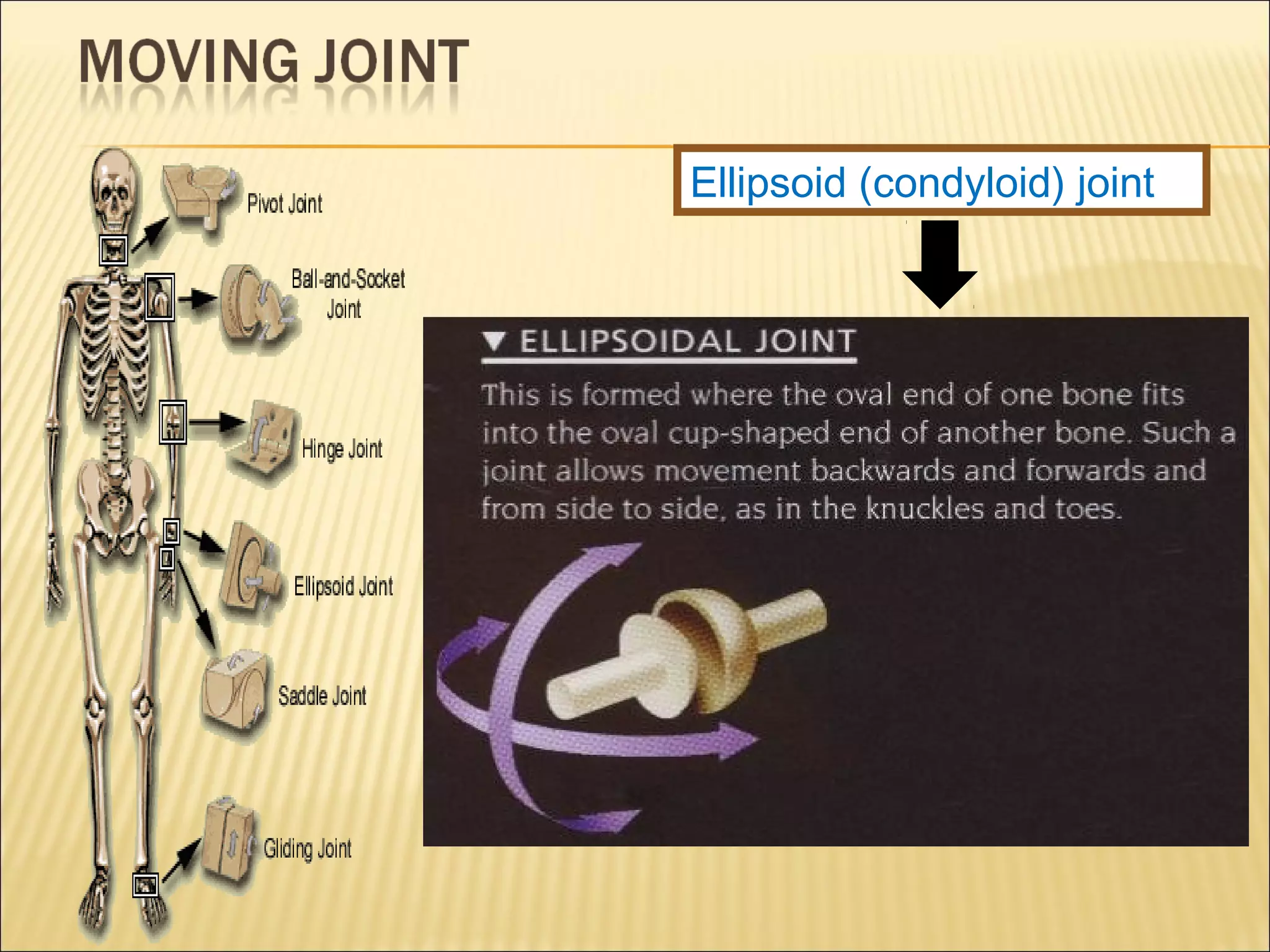 Grade 8 - Movement System | PPT