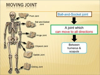Grade 8 - Movement System | PPT