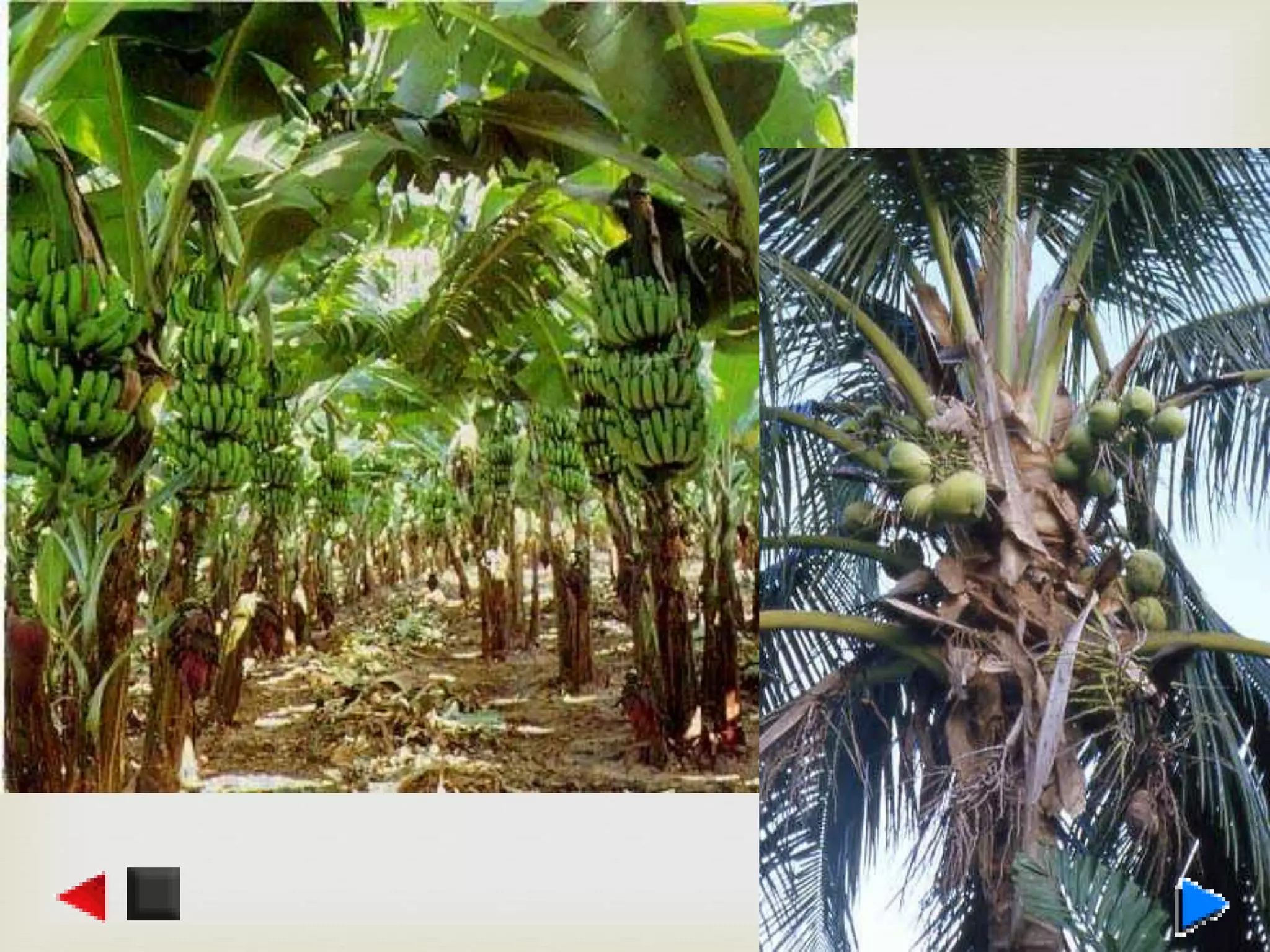 pre-colonial period | PPTX | Wedding | Personal Celebrations & Life Events