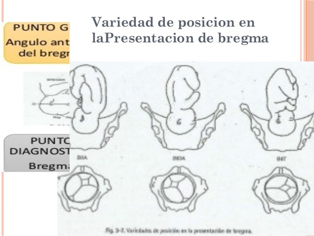 MOVIL FETAL. Stefania