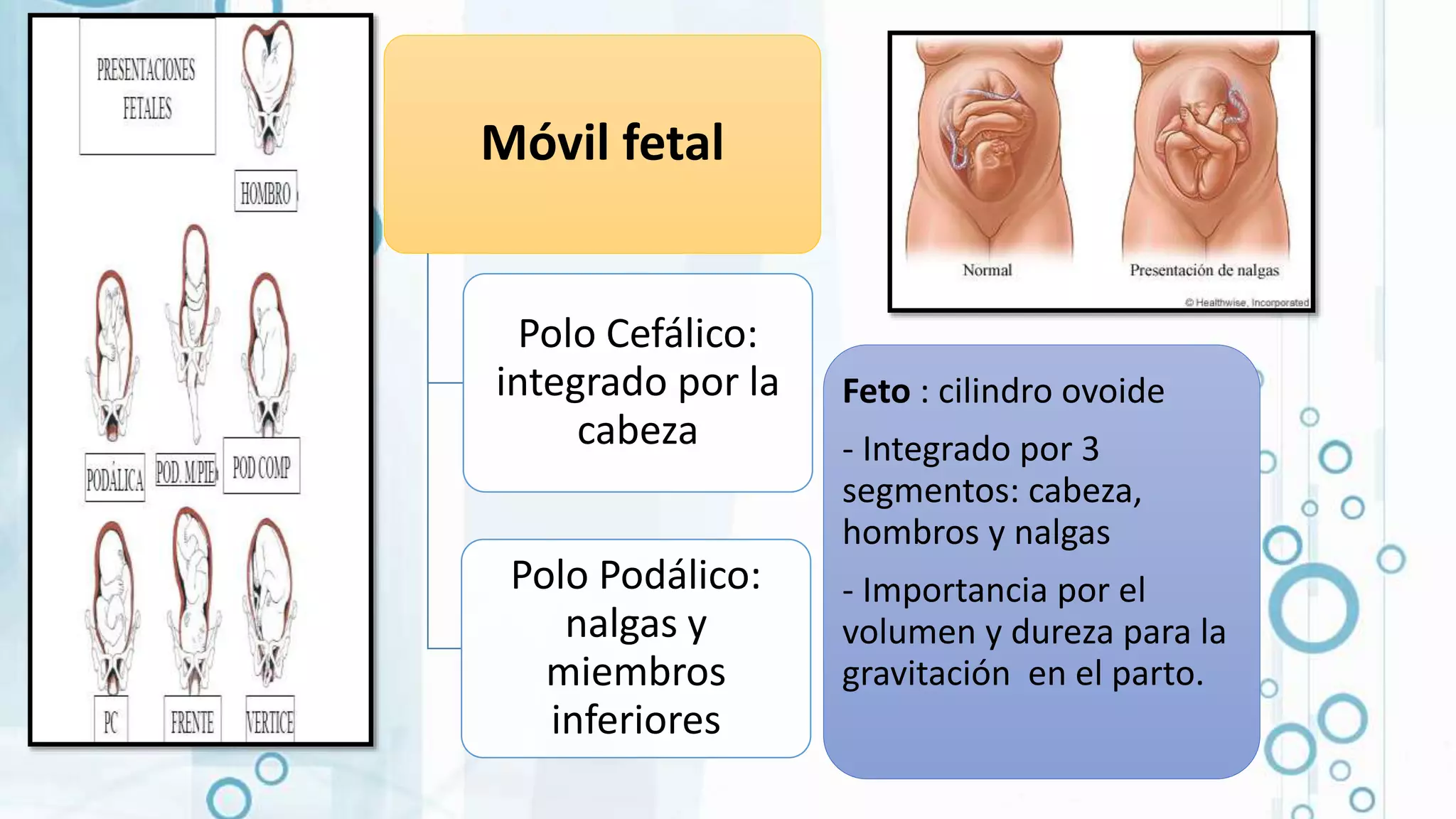 Movil fetal antropometria-modalidas de presentacion -actitud fetal | PPTX