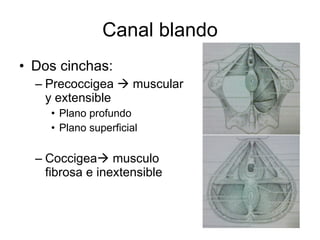 Movil Fetal Y Canal Del Parto | PPT