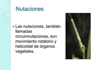 Movimiento de las Plantas - Fisiología Vegetal | PPTX