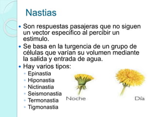 Movimiento de las Plantas - Fisiología Vegetal | PPTX