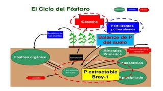 Movimiento Del Fosforo En El Suelo Pptx