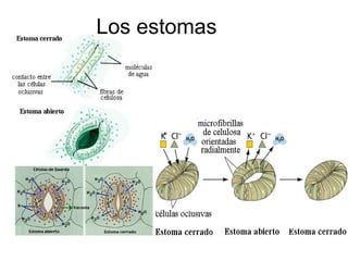 Diagrama De Estomas Abiertos Y Cerrados