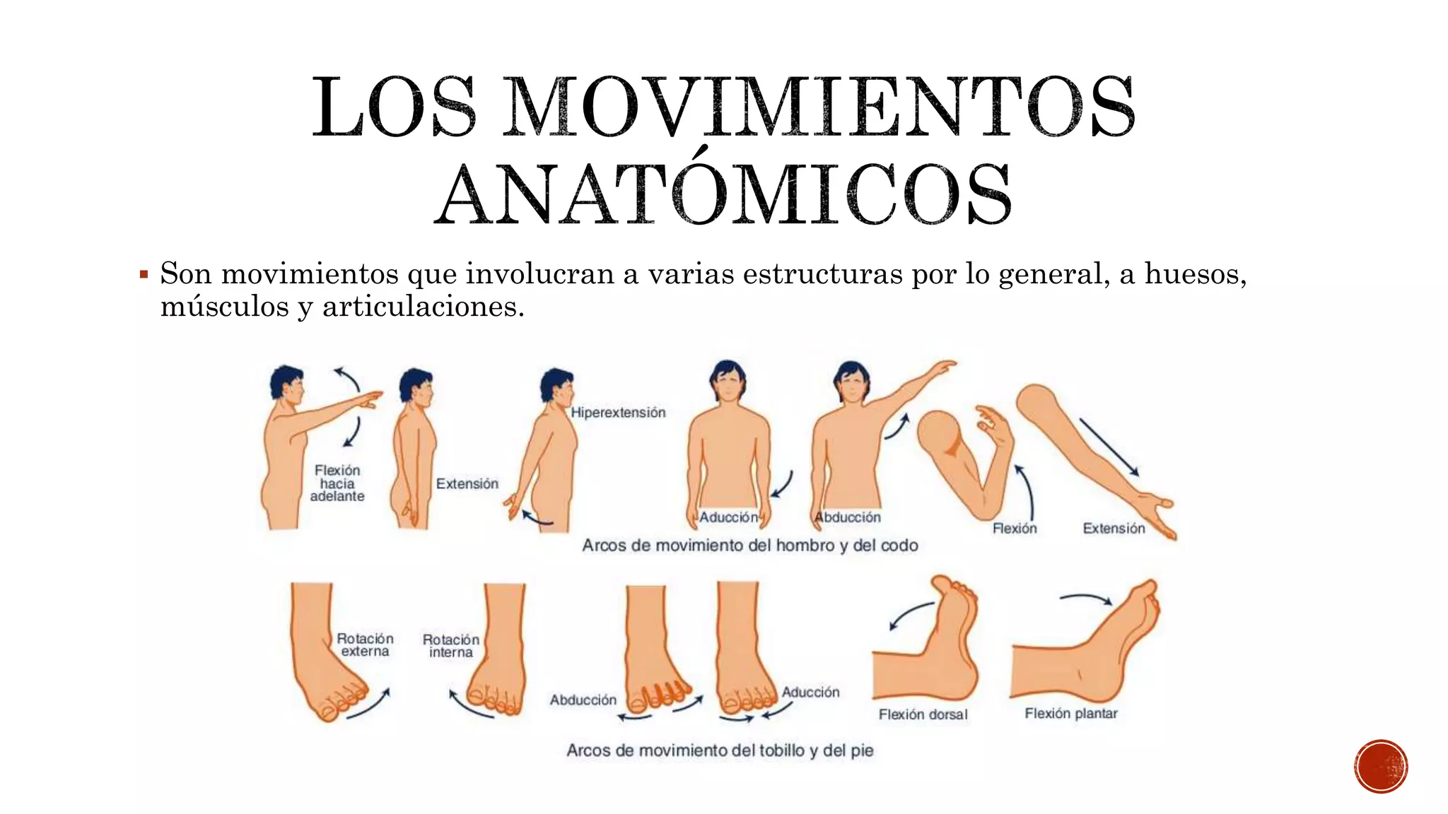 Movimientos anatomicos.pptx