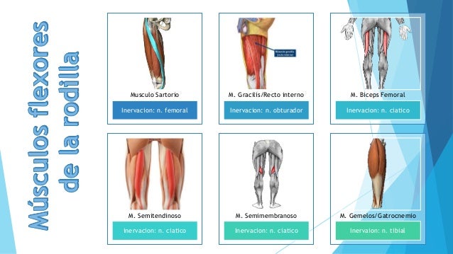 (MUSCULOS)Movimientos de la articulación de la rodilla