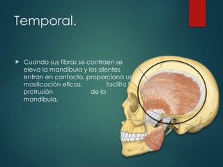 Movimientos de la mandibula en apertura y cierre | PPTX