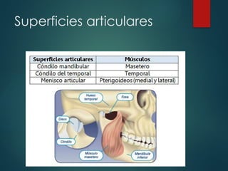Movimientos de la mandibula en apertura y cierre | PPTX