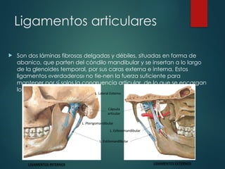 Movimientos de la mandibula en apertura y cierre | PPTX