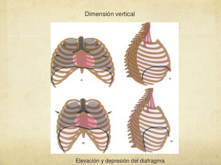 Movimientos de la pared toracica, musculos