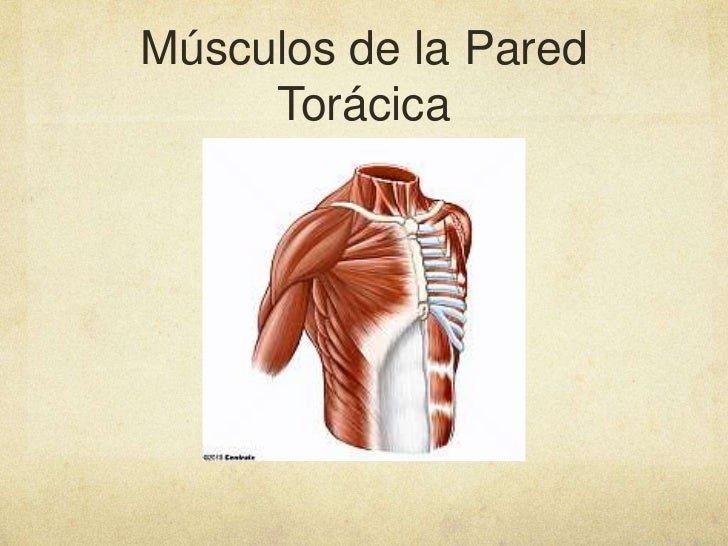 Movimientos de la pared toracica, musculos