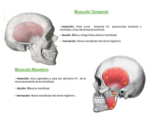 Movimientos mandibulares | PPTX