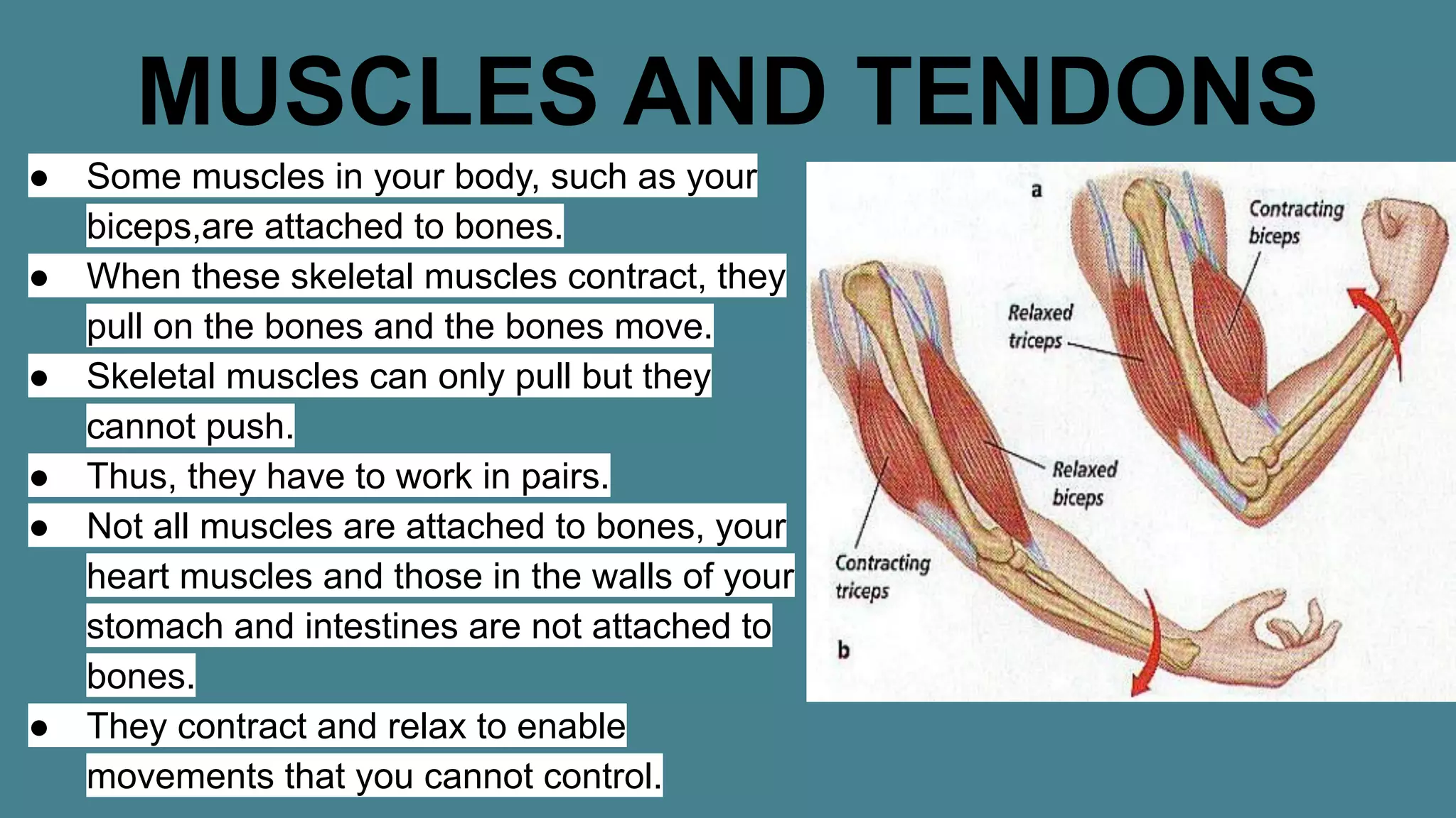 Moving and growing (grade 4) ( Science ) | PDF