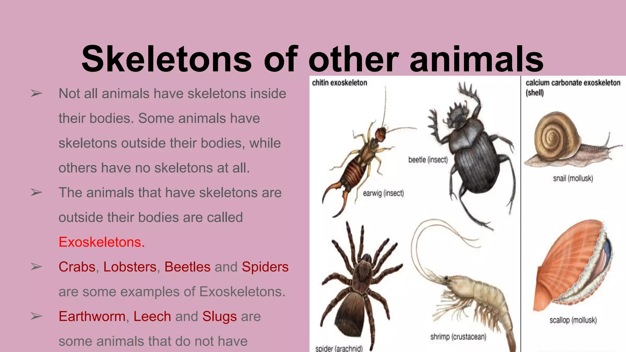 Moving and growing (grade 4) ( Science ) | PDF