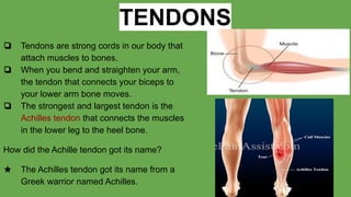 Moving and growing (grade 4) ( Science ) | PDF