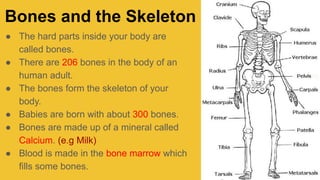Parts Of The Skeletal System Grade 4