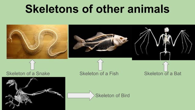 Moving and growing (grade 4) ( Science ) | PDF | Death, Injury, or ...