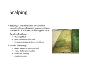 Mowing Turfgrass | PDF