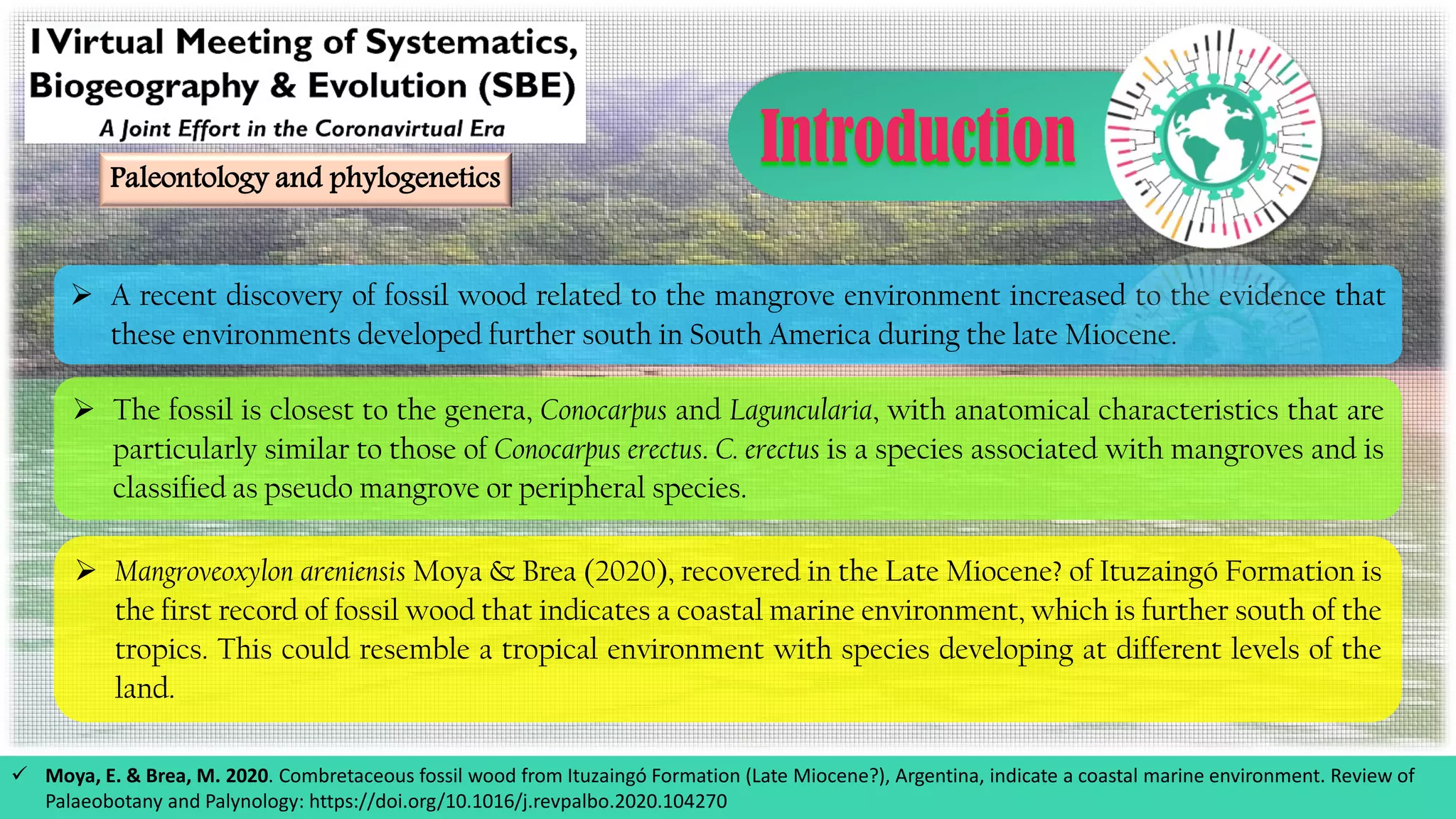 Evidence of mangrove ecosystems during the Late Miocene? of southern ...