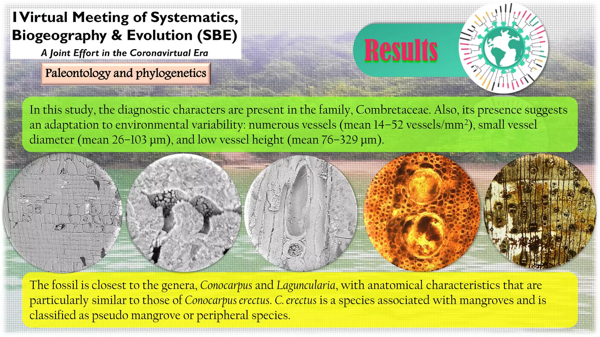 Evidence of mangrove ecosystems during the Late Miocene? of southern ...