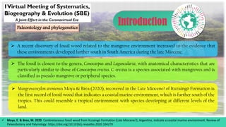 Evidence of mangrove ecosystems during the Late Miocene? of southern ...