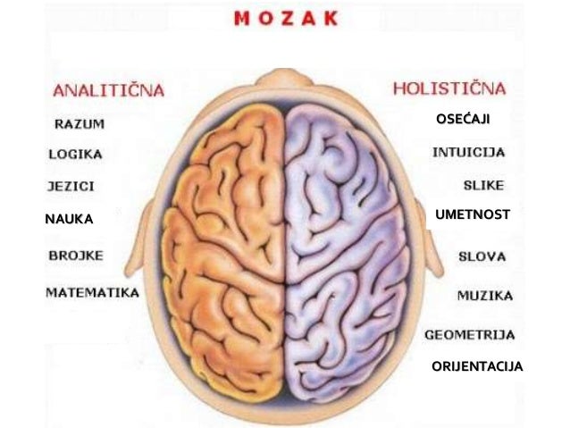 Centralni nervni sistem-mozak