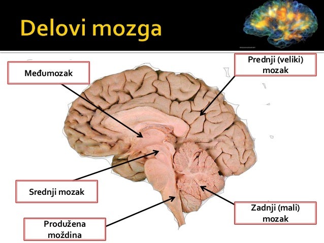 Centralni nervni sistem-mozak