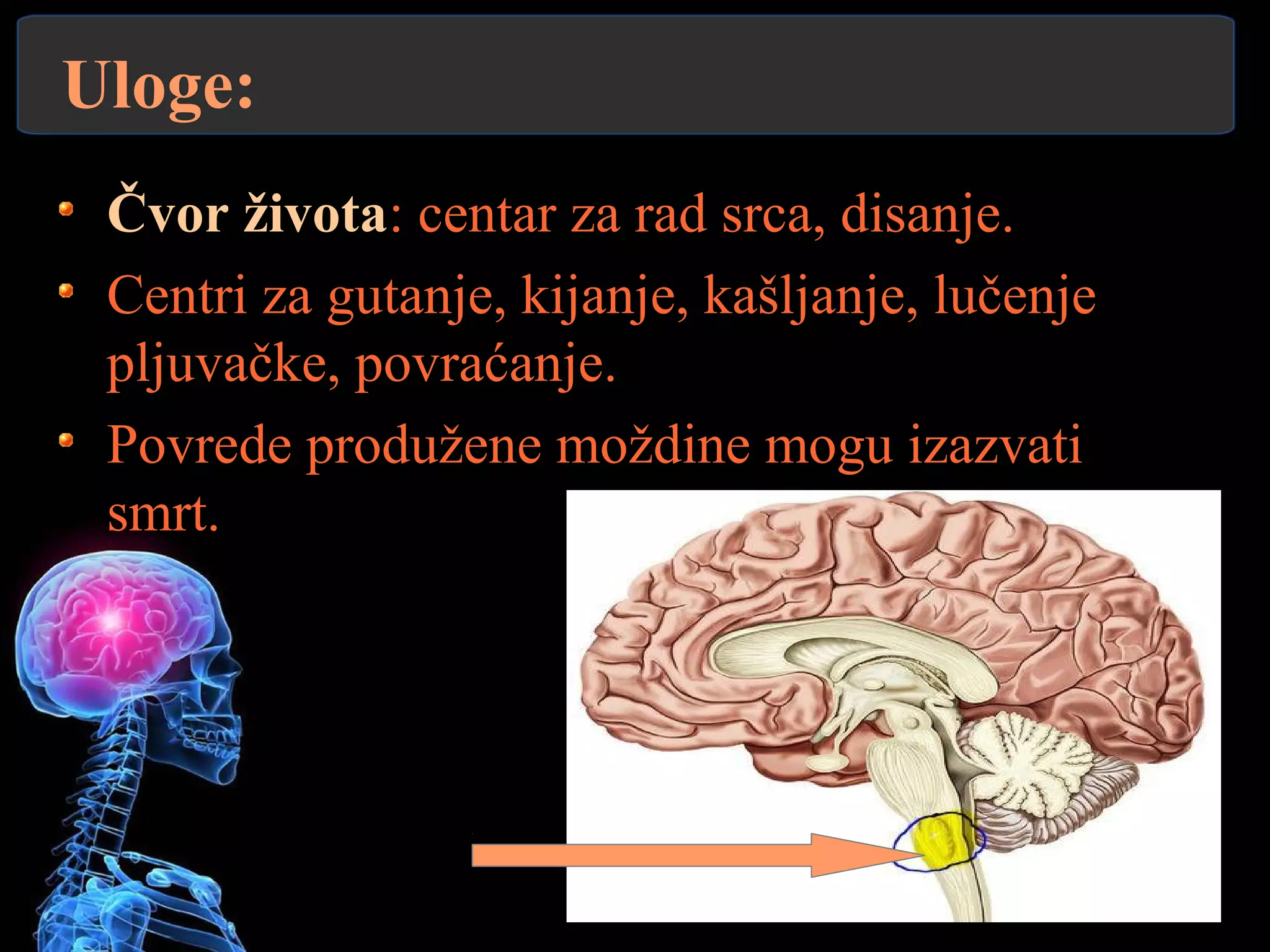 Mozak | PPT