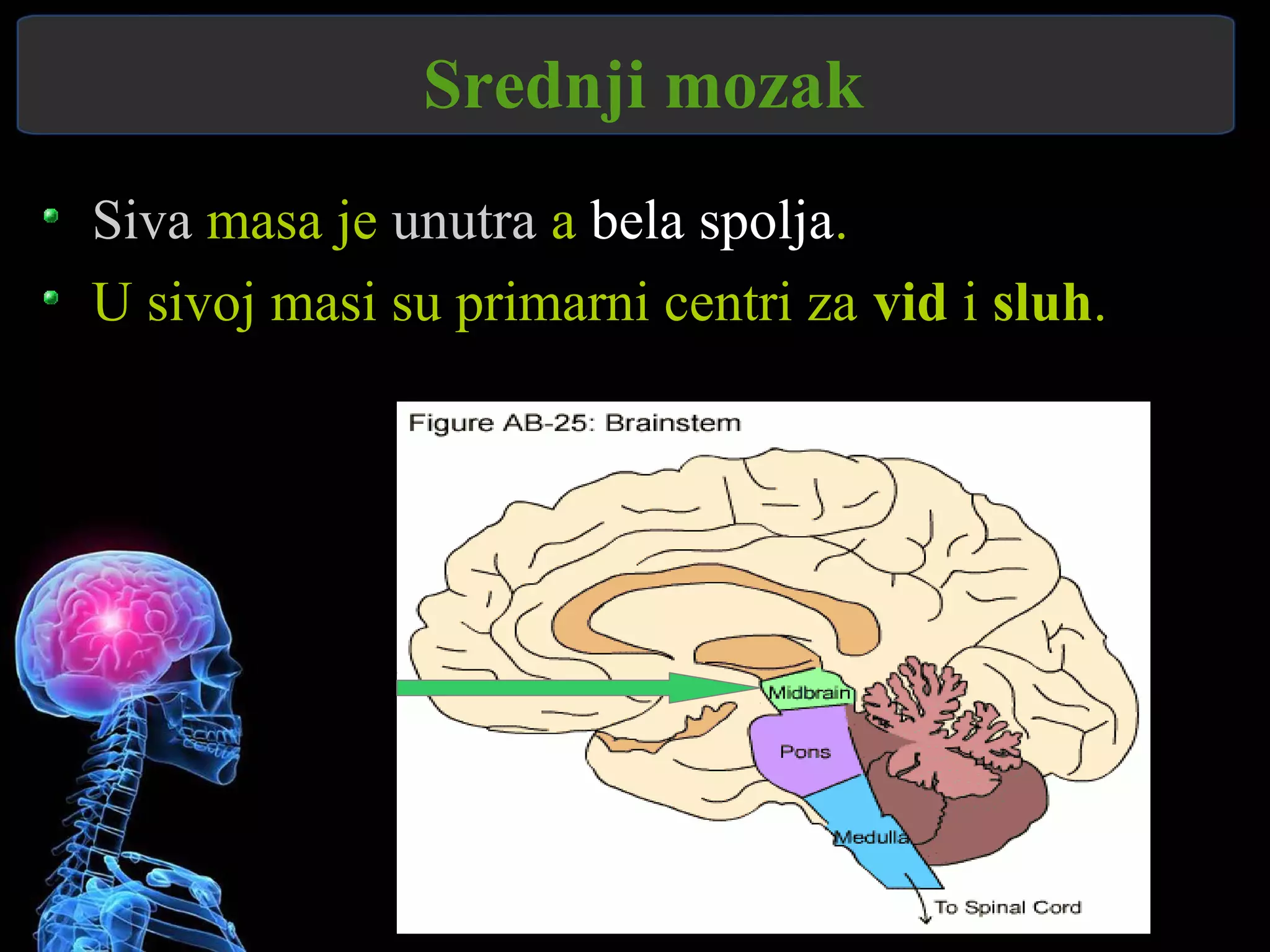 Mozak | PPT