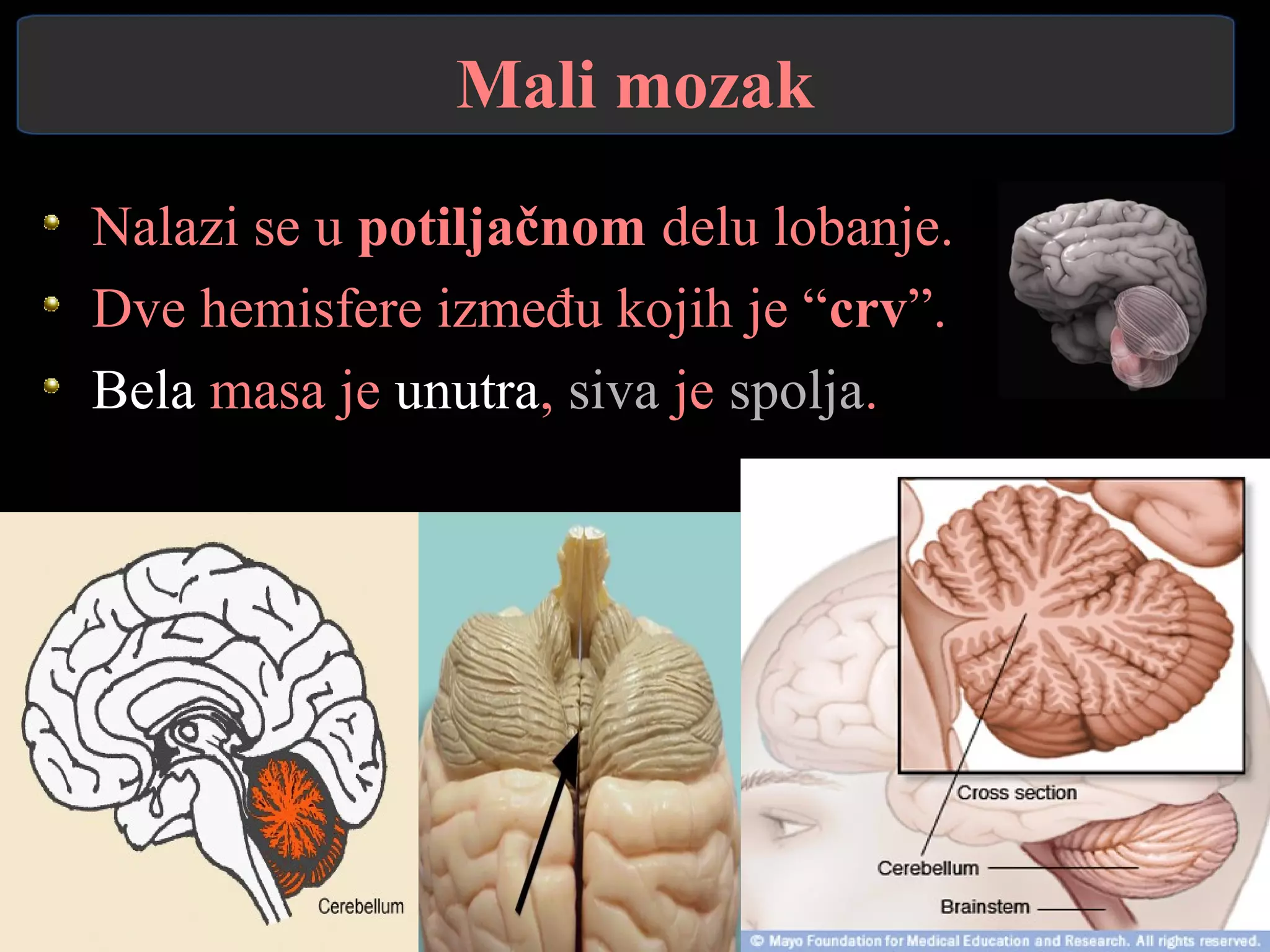 Mozak | PPT