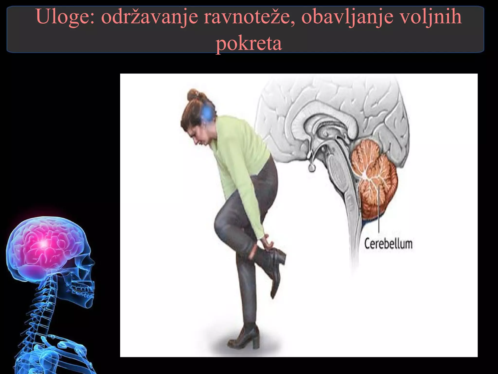 Mozak | PPT