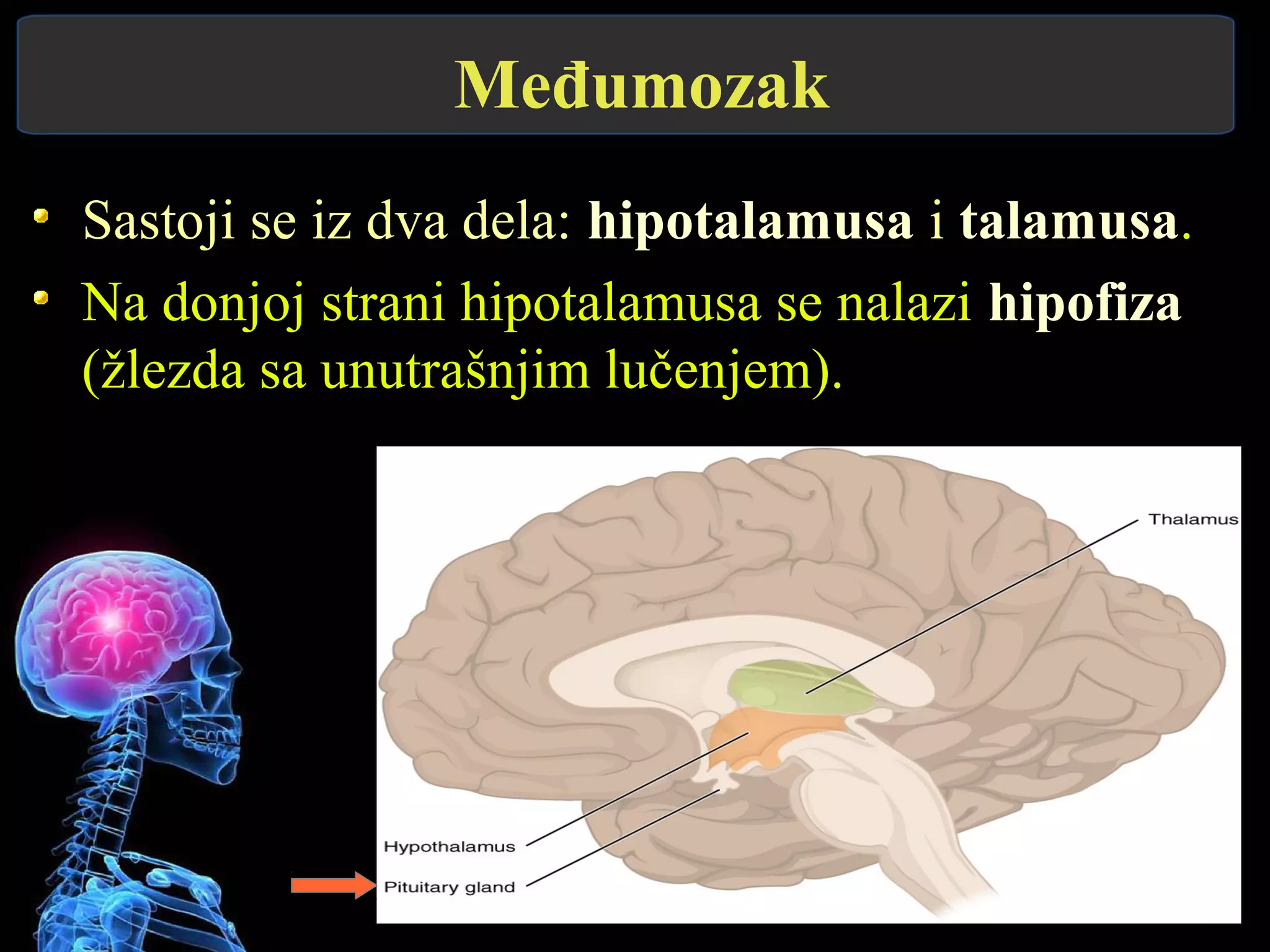 Mozak | PPT