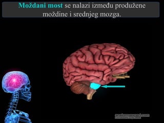 Mozak | PPT