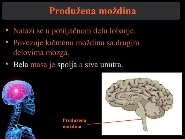 Mozak | PPT