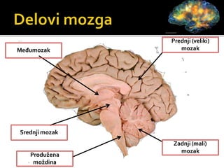 Mozak.pptx