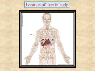 liver and its diseases | PPT