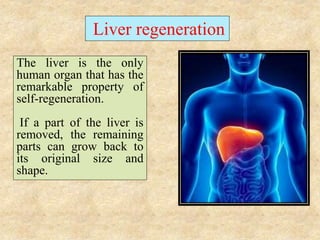 liver and its diseases | PPT